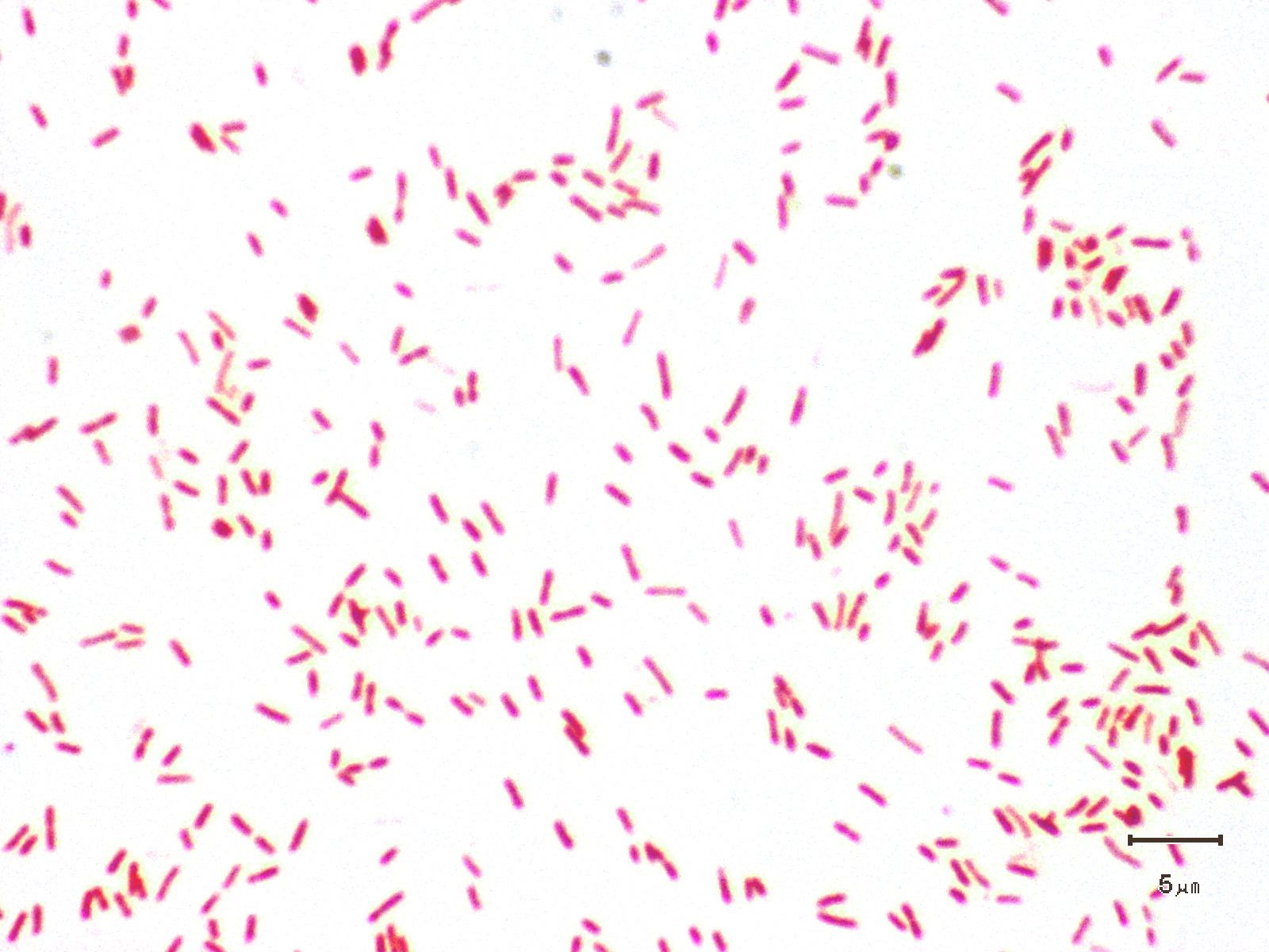 Biol 230 Lab Manual, Lab 1